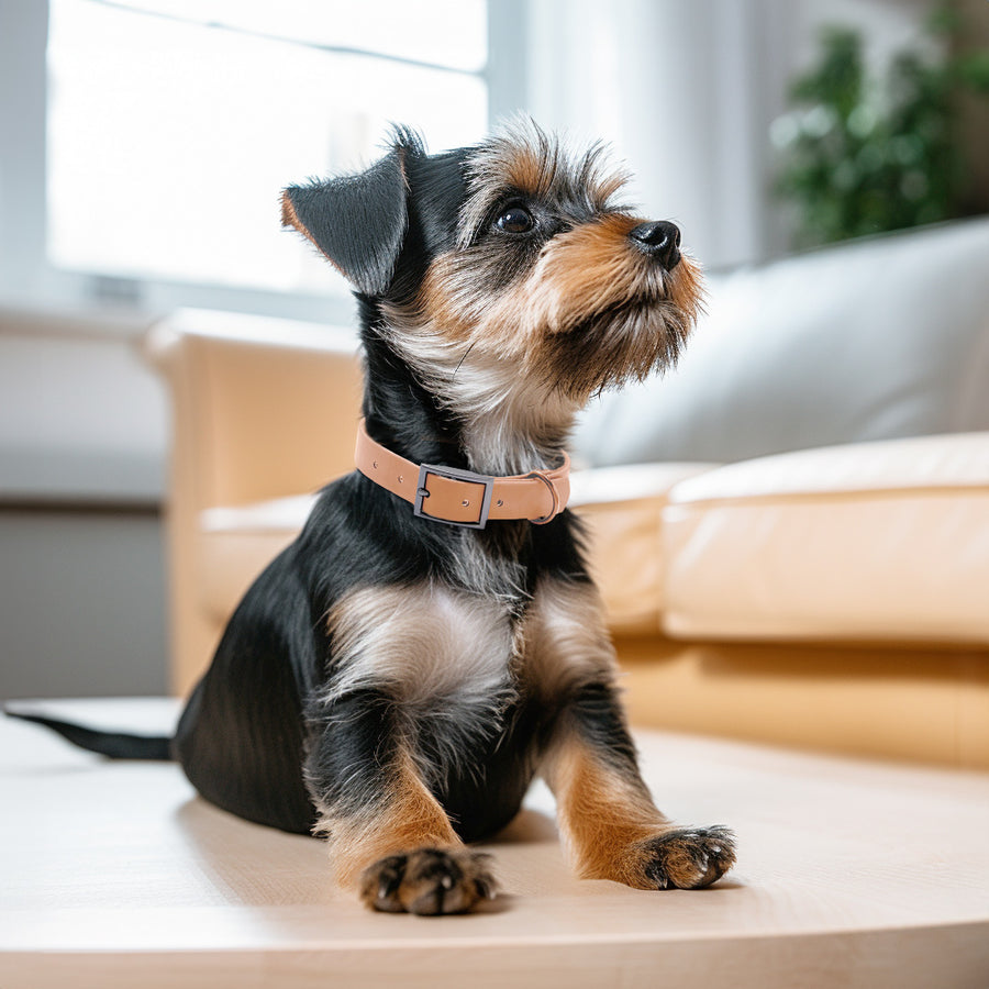 Flex-Poly Dog Collar – Coco and Bark