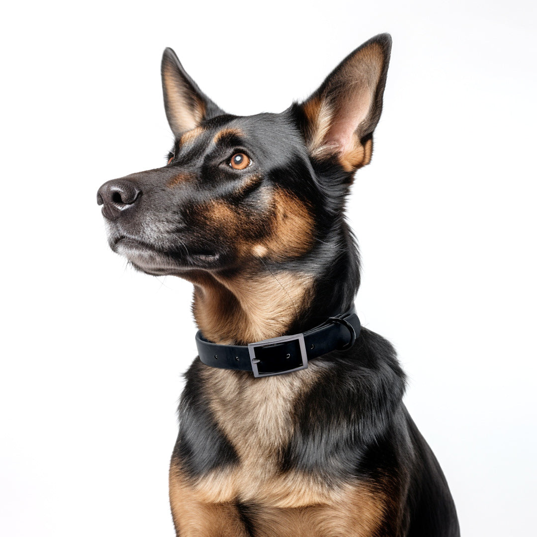 Flex-Poly Dog Collar – Coco and Bark