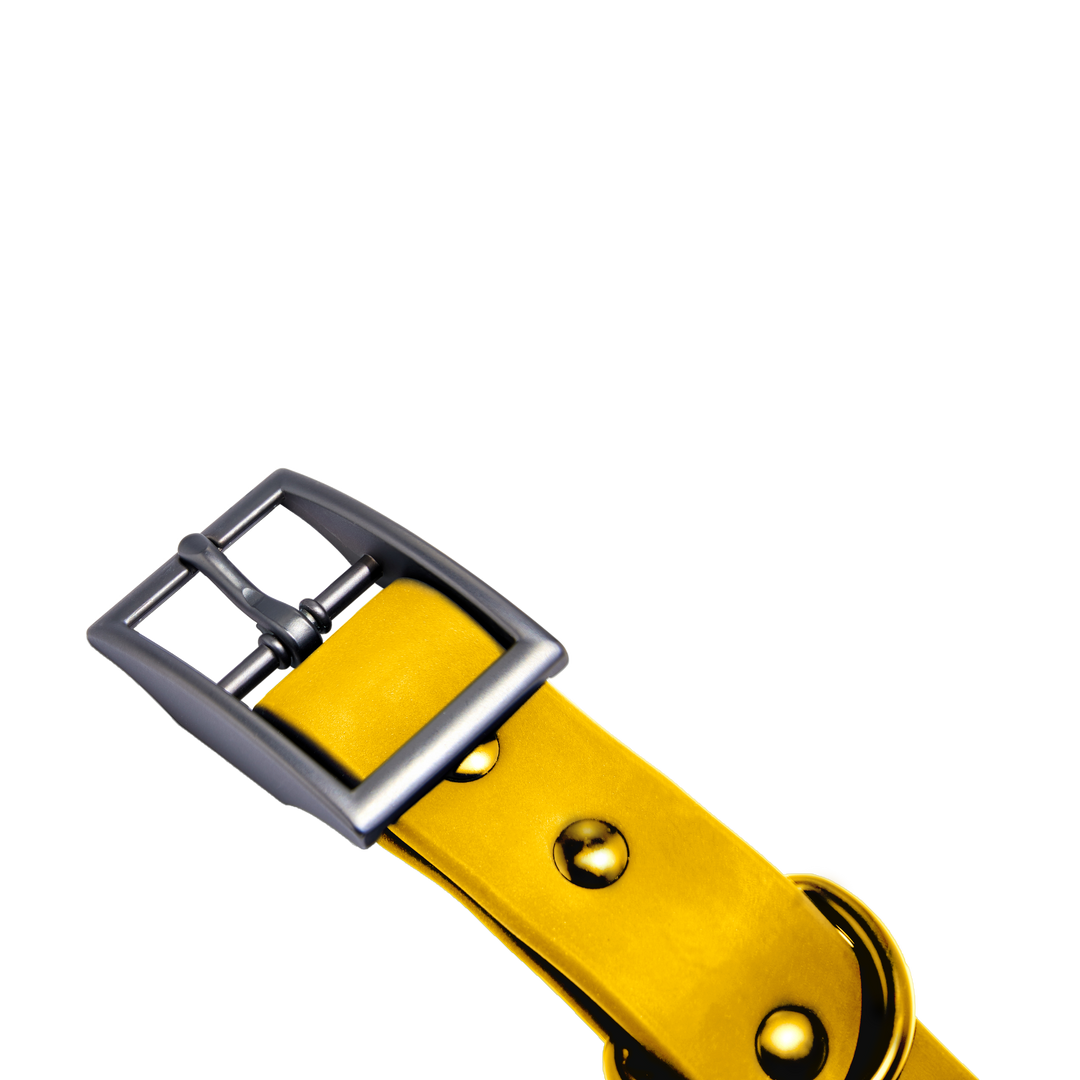 Flex-Poly Dog Collar – Coco and Bark