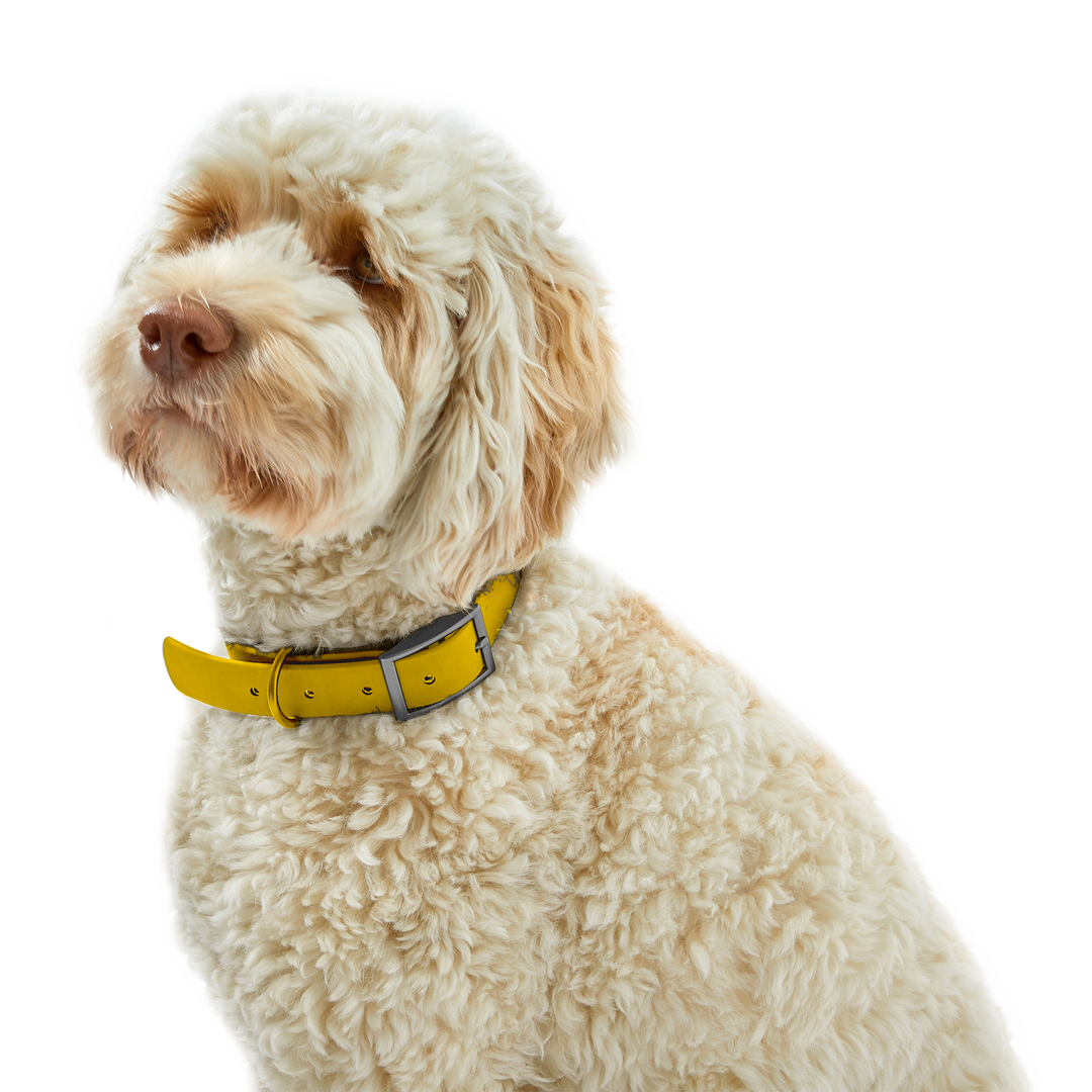 Flex-Poly Dog Collar – Coco and Bark